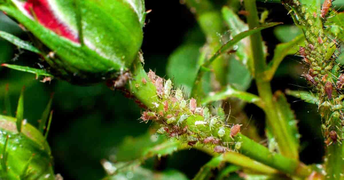How To Get Rid Of Aphids On Roses Naturally - We Hate Pink