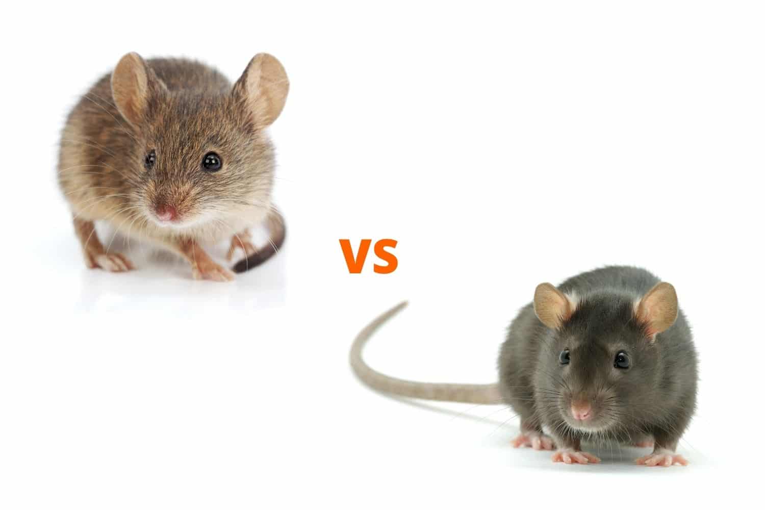 What are the Differences Between Mice & Rats? - We Hate Pink What are the Differences Between Mice & Rats? - We Hate Pink