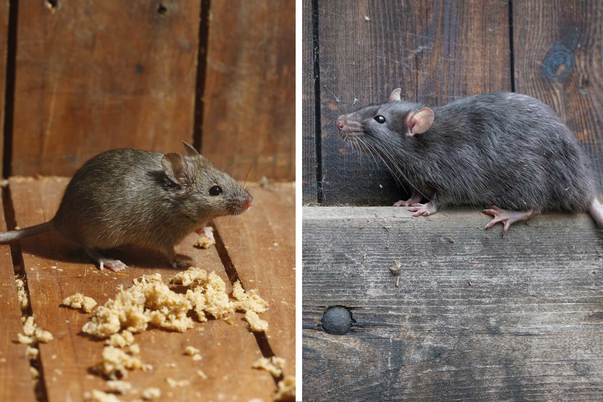 What's The Difference Between a Rat & Mouse? - We Hate Pink
